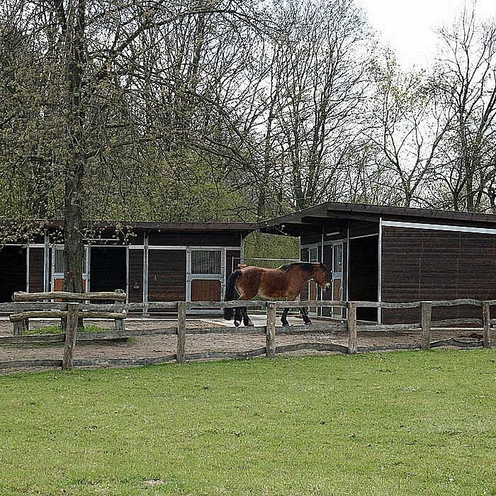 Bildergalerie Stall Aussenboxenstall Kaltblut kaufen